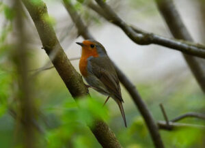 19 Red Robin Meanings To Shower You With Positivity - Bird Guidance