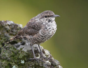 Wrens In Ohio: All 8 Species And Their Guides - Bird Guidance